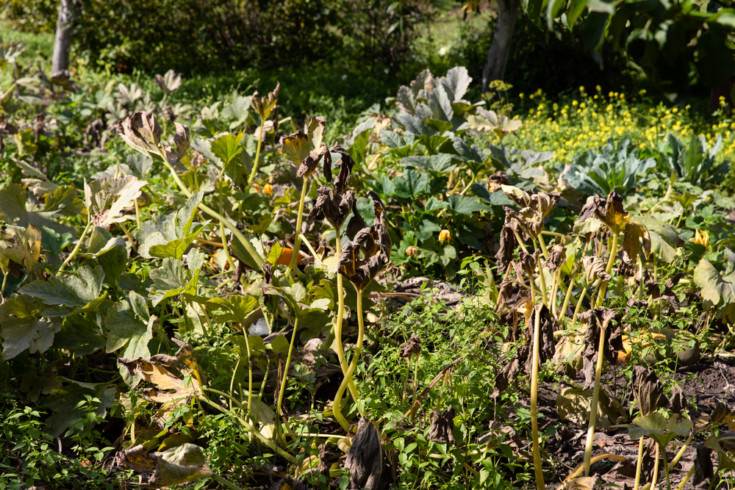 10 Ways to Prevent Heat Stressed Plants this Summer