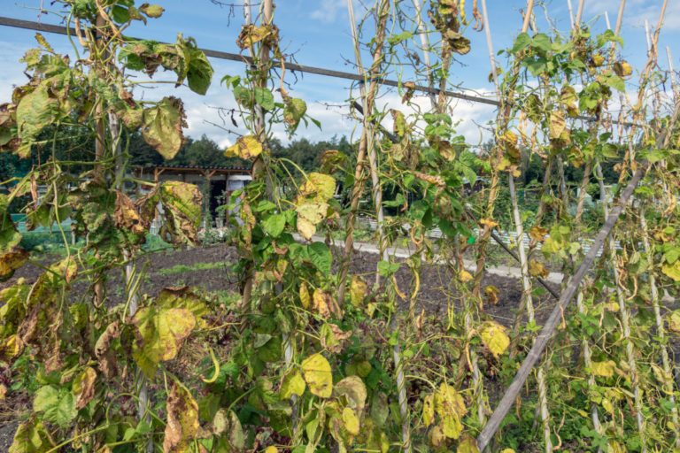10 Ways to Prevent Heat Stressed Plants this Summer