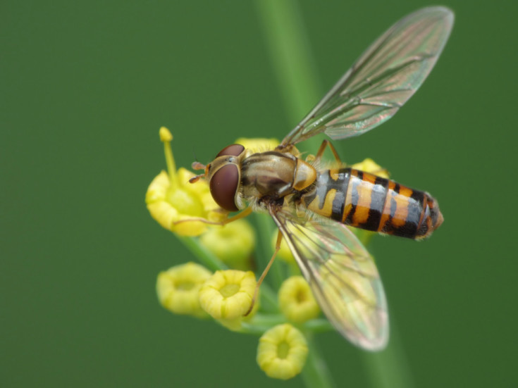 10 Plants To Attract Hover Flies - Nature's Super-Pollinators & Aphid ...