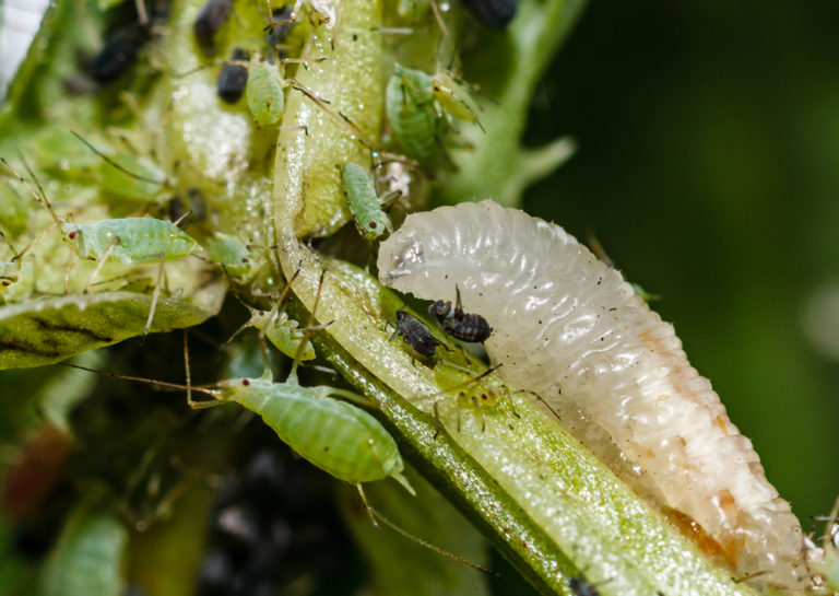10 Plants To Attract Hover Flies - Nature's Super-Pollinators & Aphid ...