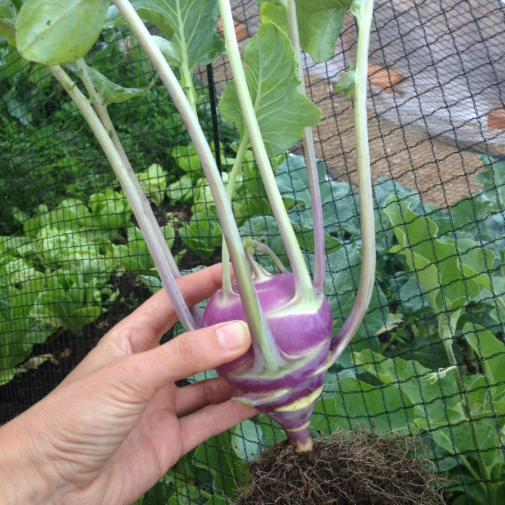 21 Short-Season Crops for Cooler Climates