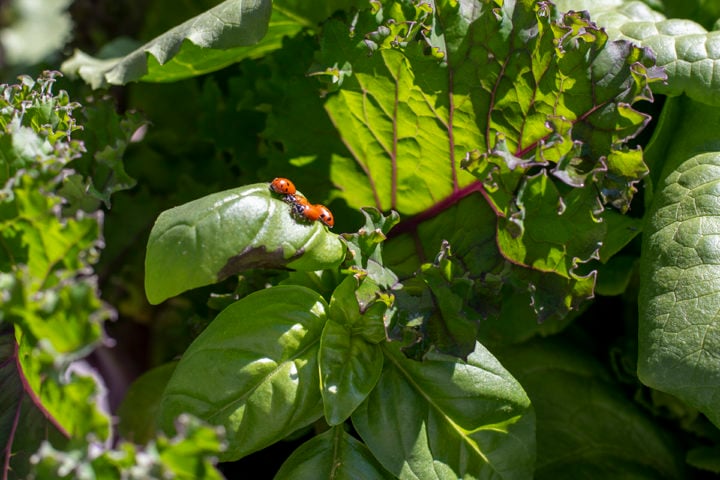How To Release Ladybugs Into Your Garden (& Why You Should)