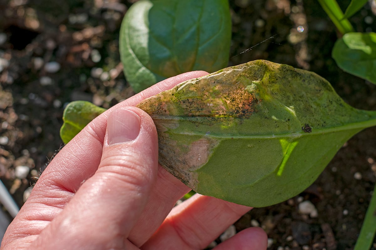 Spotting Leaf Miner Damage & How To Get Rid Of This Hungry Pest