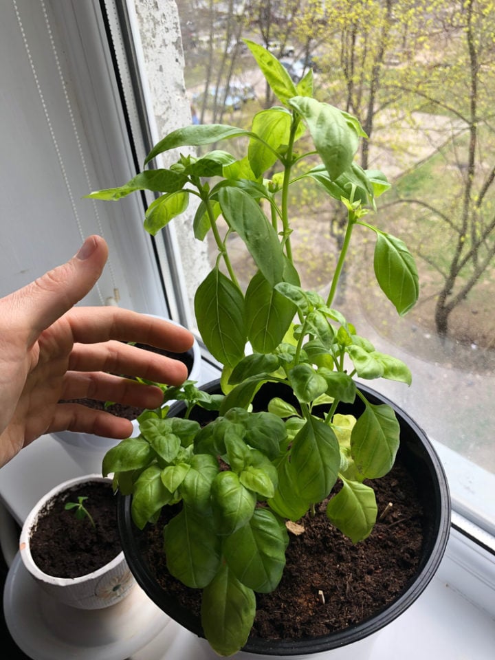 How to Prune Basil for Big, Bushy Basil Plants (With Photos)