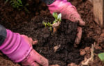 5 Hardest Flowers To Grow - Are You Up For The Challenge?