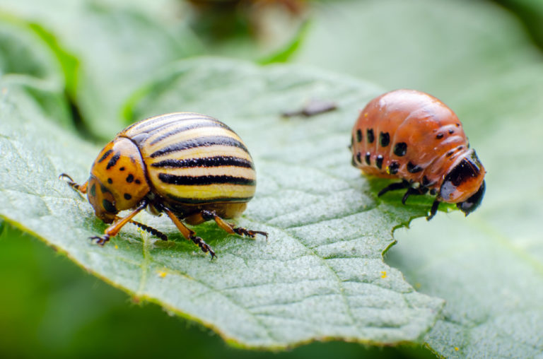 Dealing with Colorado Potato Beetle: The Most Destructive Potato Pest