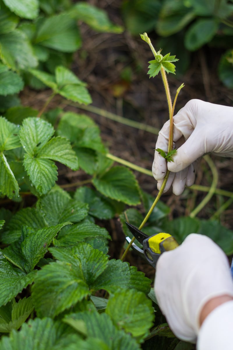 How To Grow New Strawberry Plants From Runners