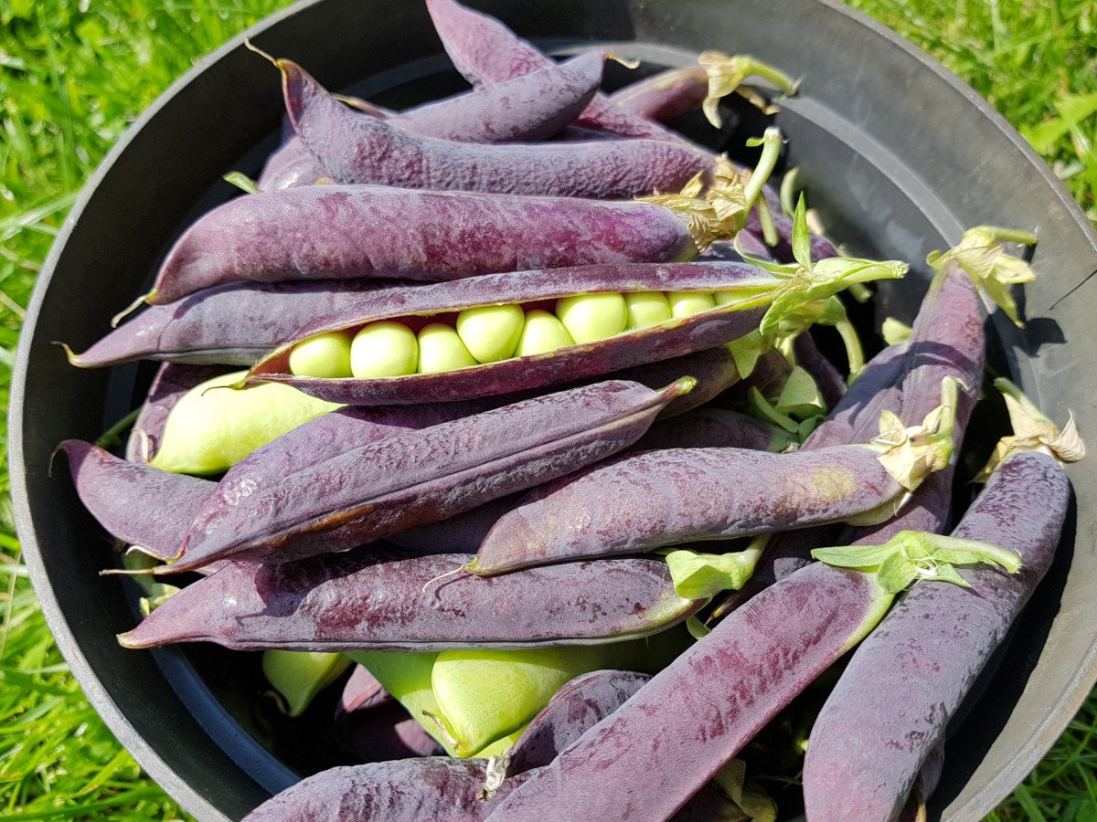 15 Purple Vegetables You Need to Grow