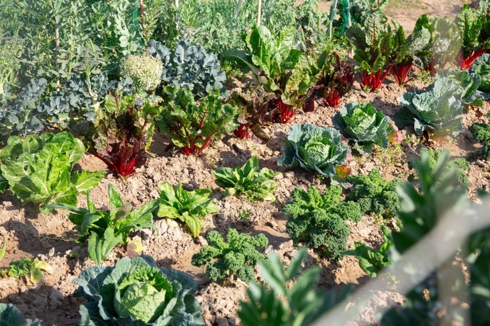 21 Short-Season Crops for Cooler Climates