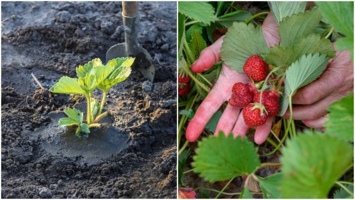 How To Plant a Strawberry Patch That Produces Fruit For Decades