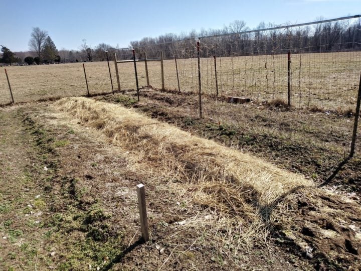 How To Plant a Strawberry Patch That Produces Fruit For Decades