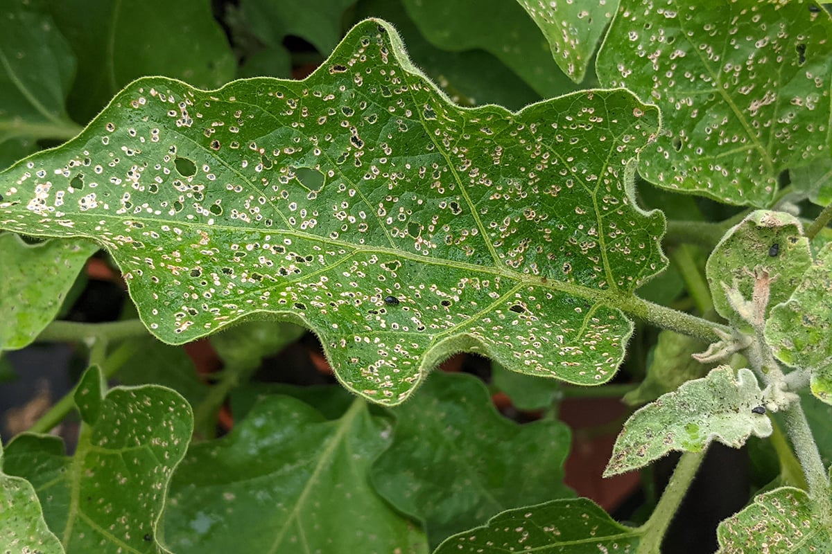 Flea Beetles - What They Are, What They Eat and How To Get Rid Of Them