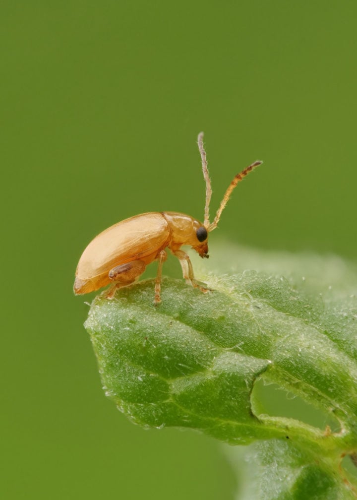 Flea Beetles - What They Are, What They Eat and How To Get Rid Of Them