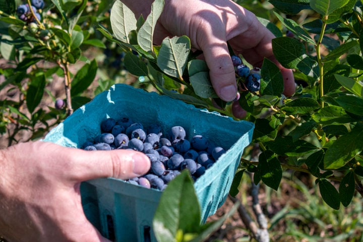 How & When to Prune Blueberry Bushes for Bountiful Berries Every Year