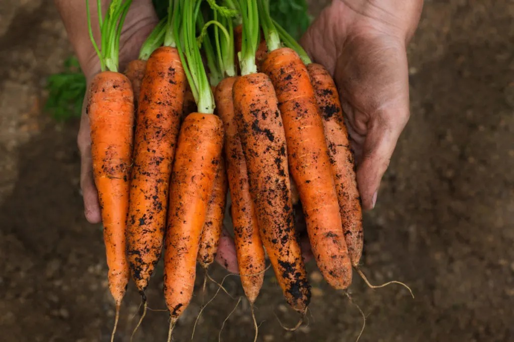 10 Hardest Vegetables to Grow - Are You Up to the Challenge?