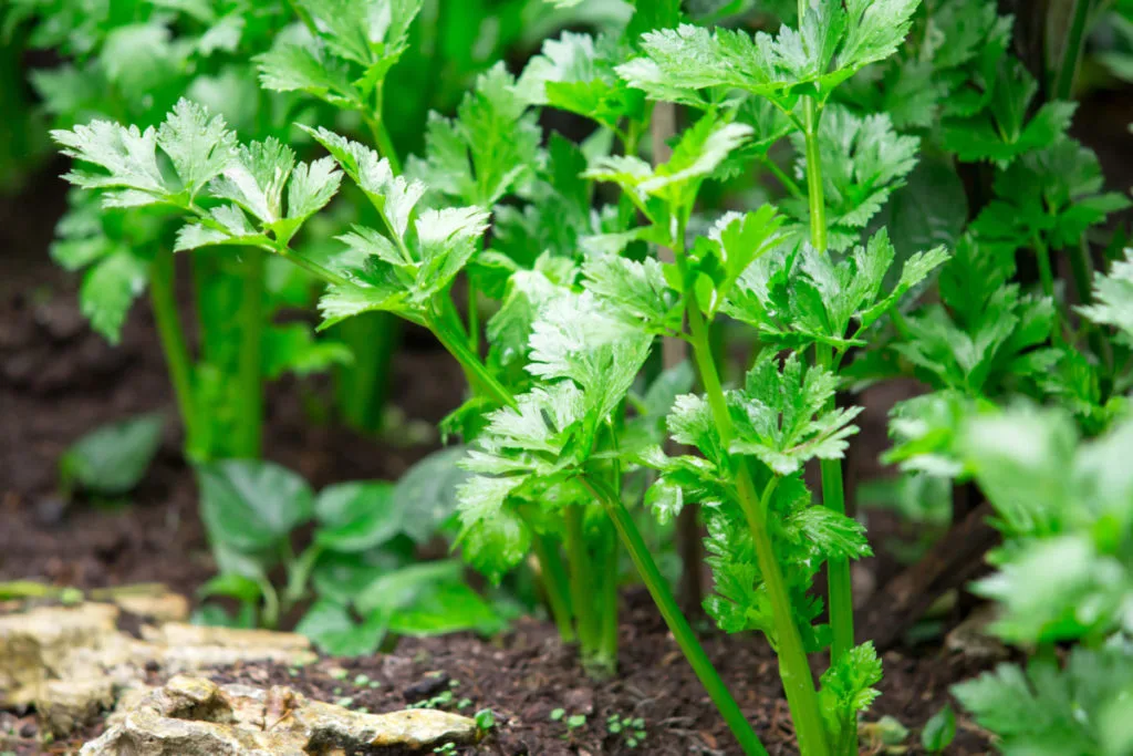 10 Hardest Vegetables to Grow - Are You Up to the Challenge?