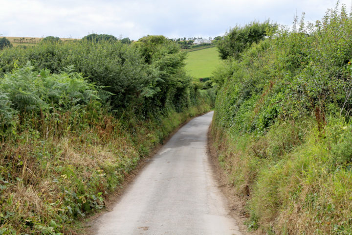 7 Reasons To Add a Hedgerow to Your Property