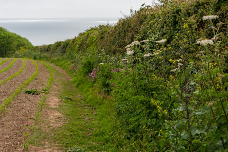 7 Reasons To Add a Hedgerow to Your Property
