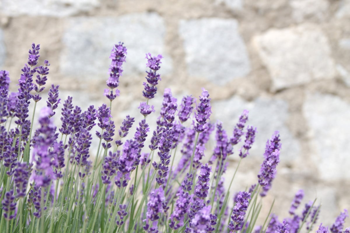 How To Grow Lavender From Seed Or Cuttings: The Total Guide