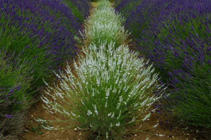 How To Grow Lavender From Seed Or Cuttings: The Total Guide