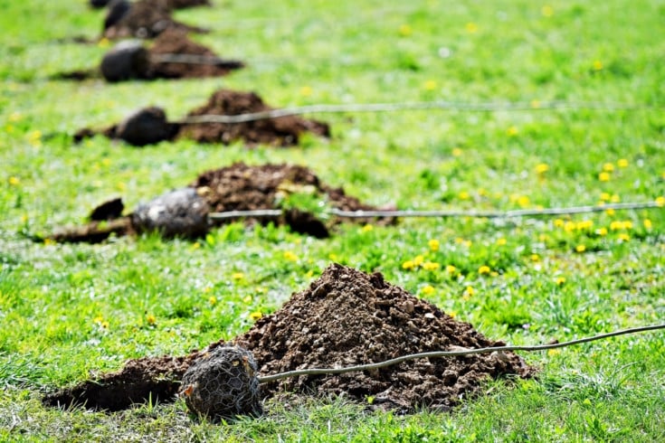 11 Reasons to Plant More Trees in Your Garden and Backyard