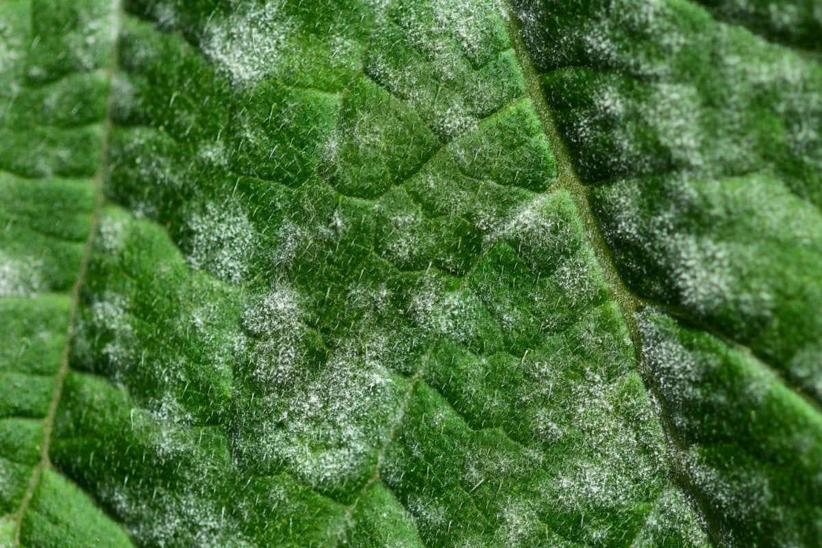 How to Treat Powdery Mildew & Rescue Your Summer Squash & Pumpkins