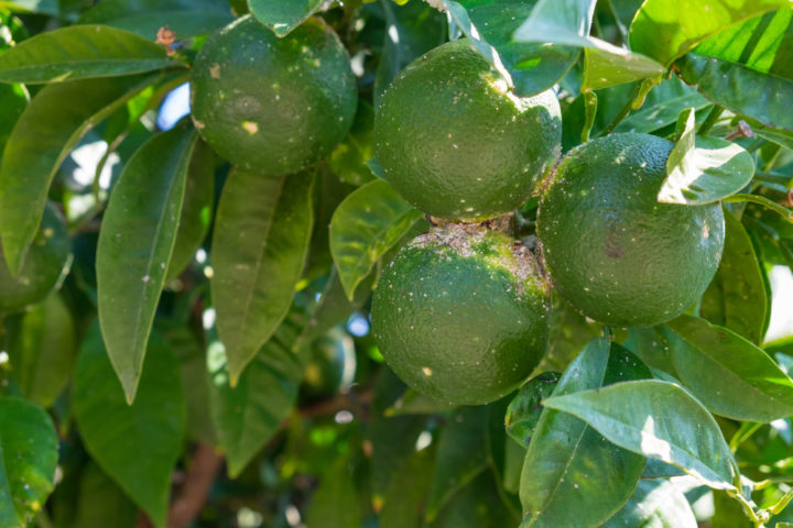 7 Common Lemon Tree Problems & How To Fix Them