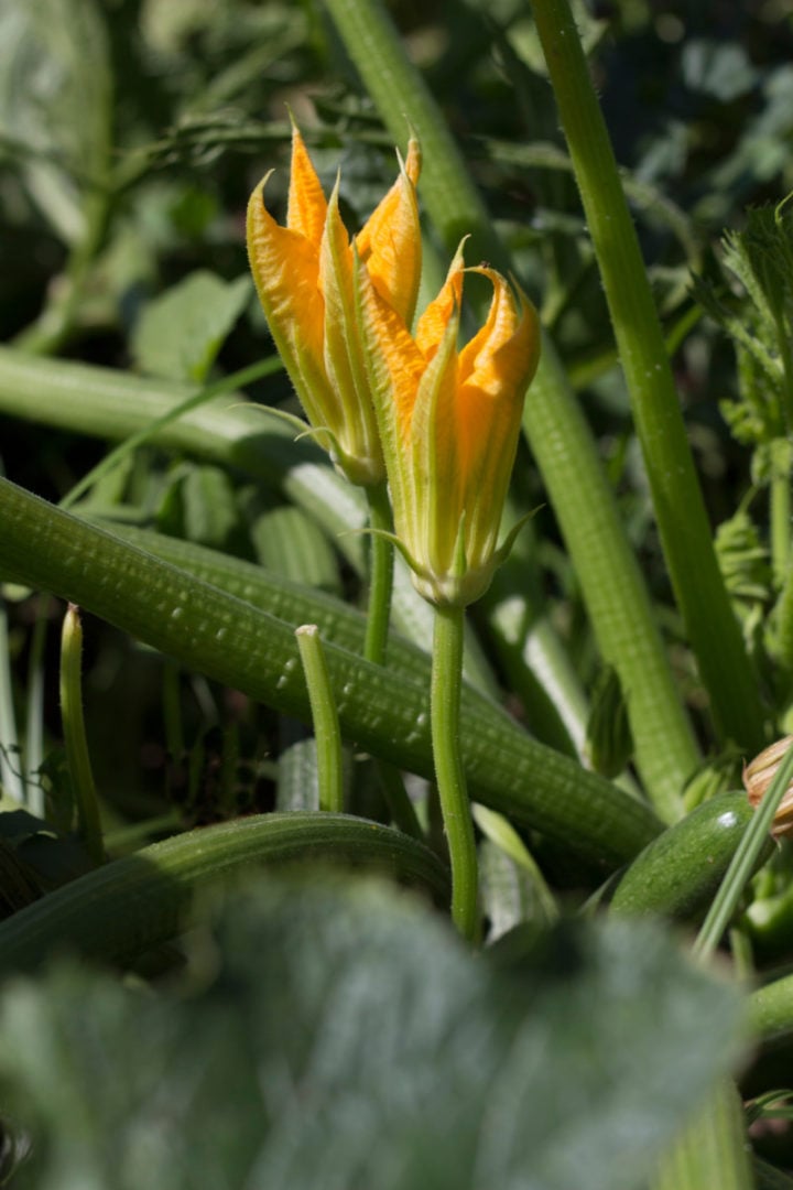 15 Problems And Pests That Plague Zucchini And Squash 15-problems-and-pests-that-plague-zucchini-and-squash