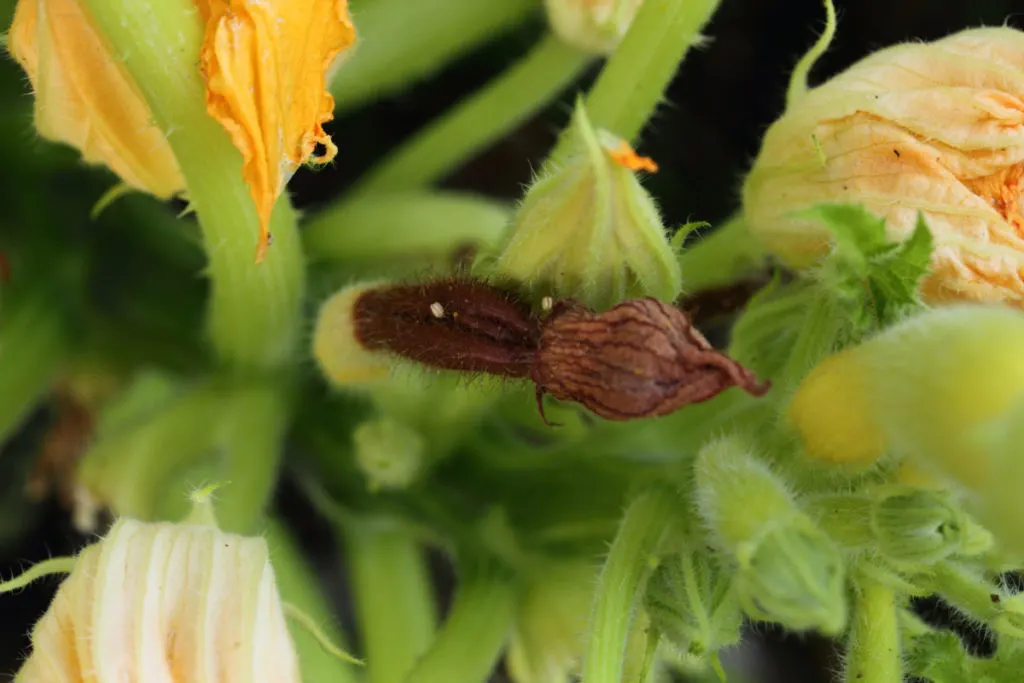15 Problems and Pests that Plague Zucchini and Squash