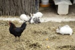 7 Things You Need To Know About Raising Angora Rabbits