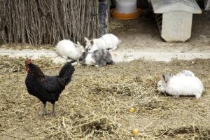 7 Things You Need To Know About Raising Angora Rabbits