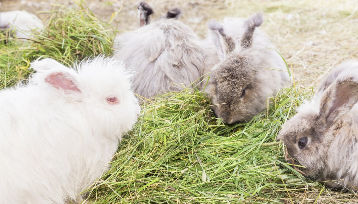 7 Things You Need To Know About Raising Angora Rabbits