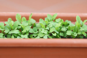 Fast-Growing Arugula - How To Grow, Harvest and Eat It