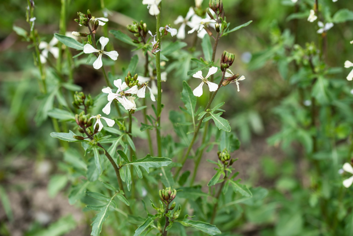 Fast-Growing Arugula - How To Grow, Harvest and Eat It