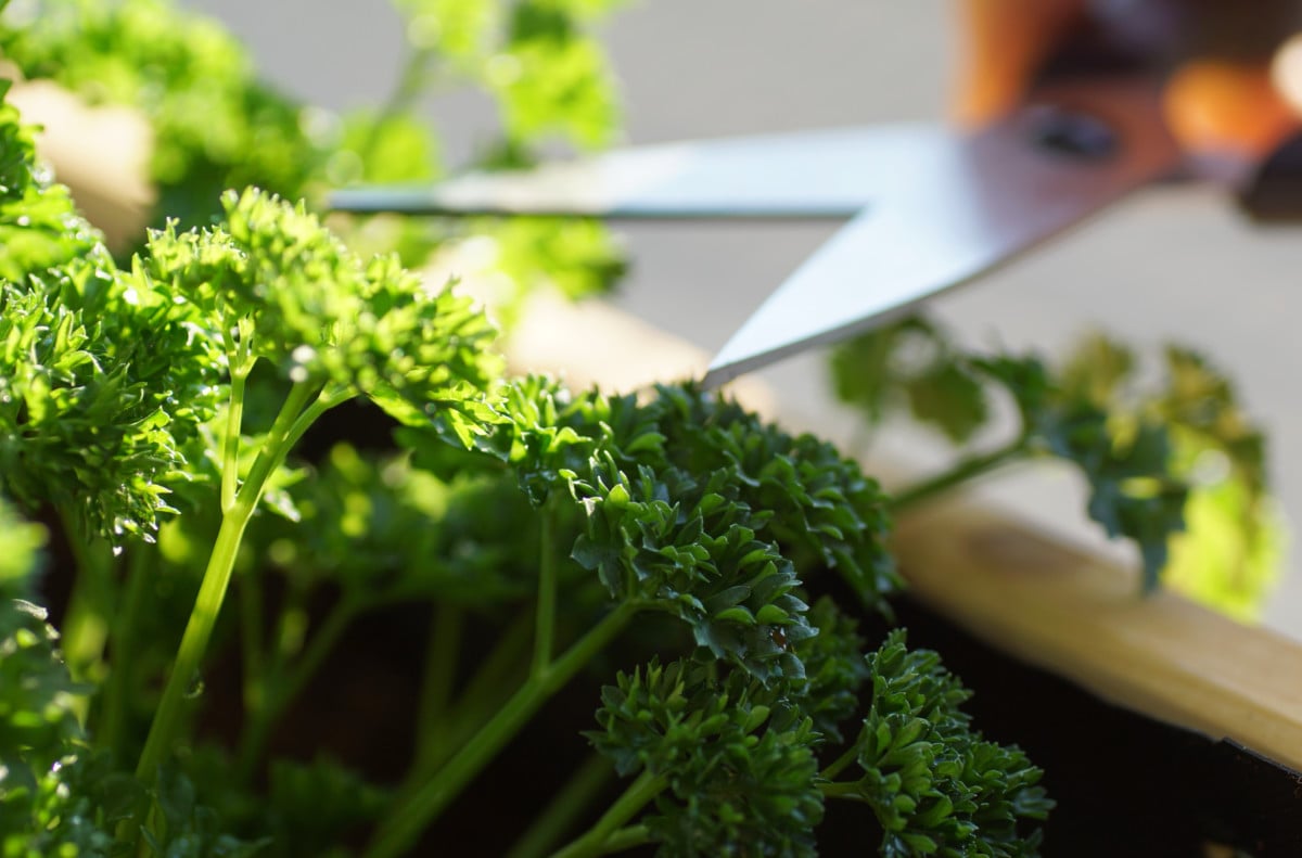 How to Grow Massive Bunches of Parsley From Seed Or Starter Plant
