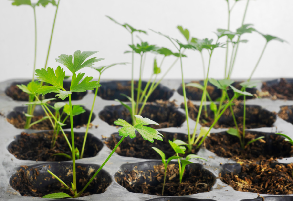 How to Grow Massive Bunches of Parsley From Seed Or Starter Plant
