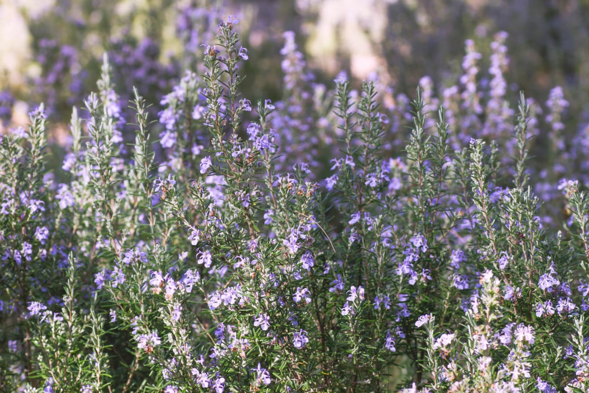 How To Grow Rosemary From Seed Or Cuttings - Everything You Need To Know