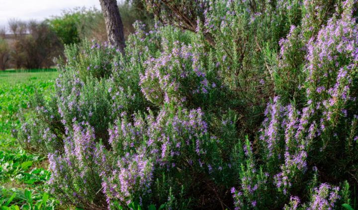 How To Grow Rosemary From Seed Or Cuttings - Everything You Need To Know