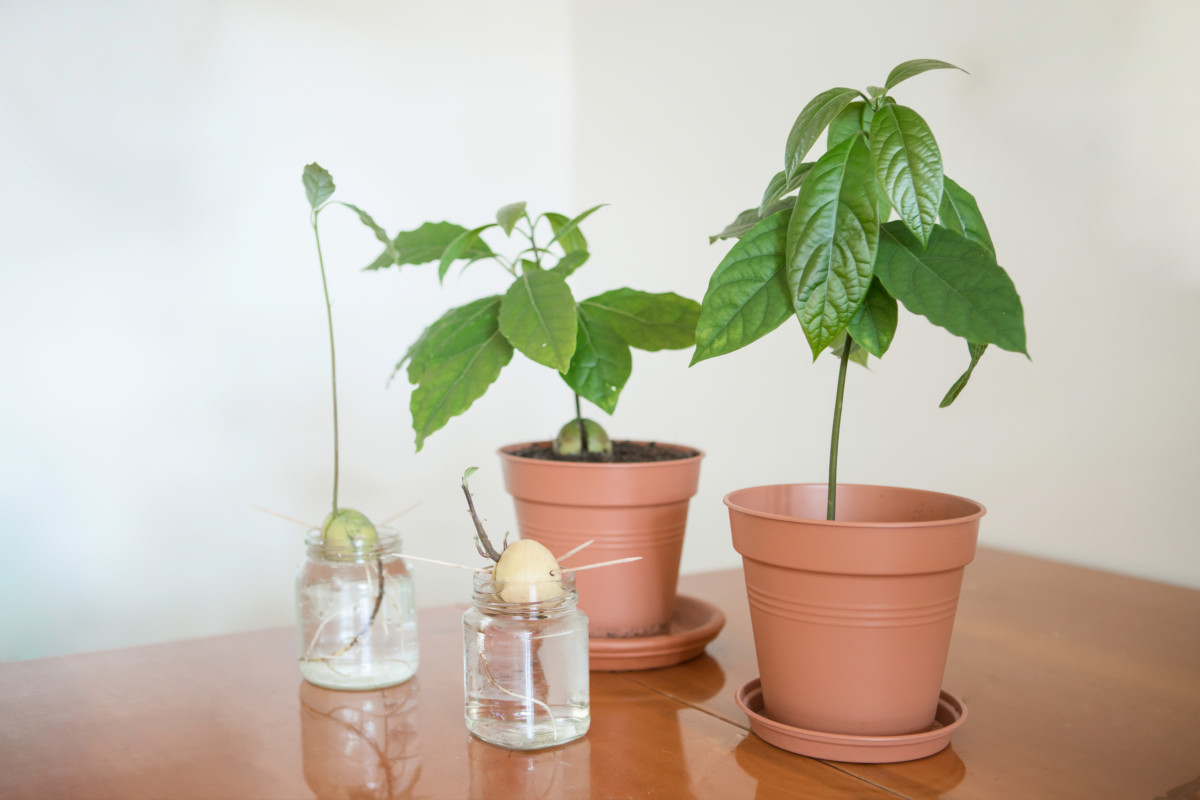 How To Grow an Avocado Tree from Seed & Will It Produce Fruit?