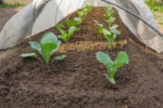 Cabbage Looper: How To Identify & Control These Cabbage Pests
