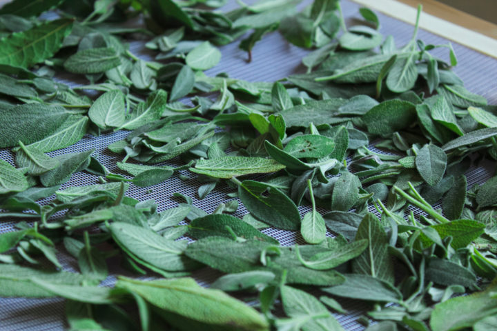 14 Innovative Ways To Use Sage Leaves