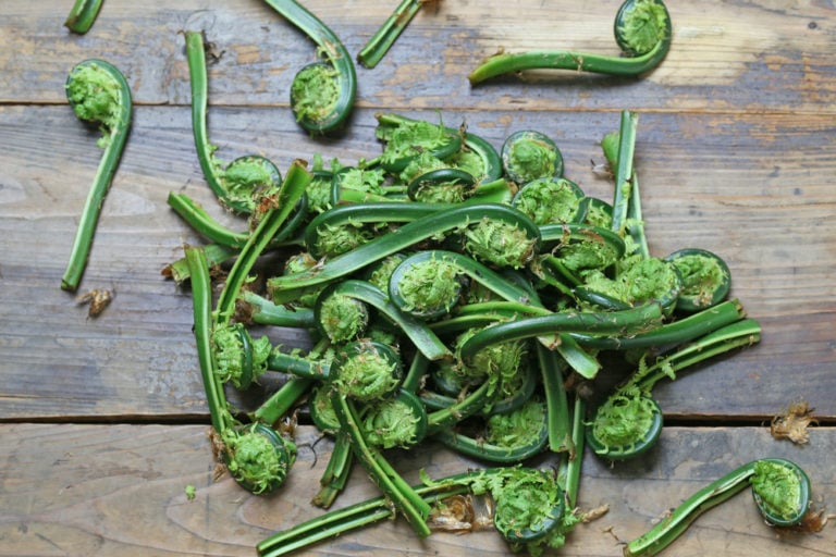 Edible Ferns Identifying Growing Harvesting Fiddleheads