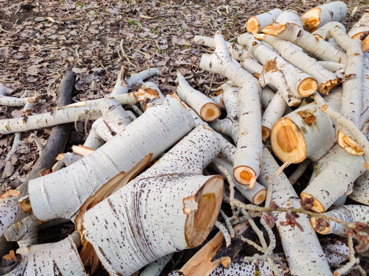 10 Smart Ways of Collecting Free Firewood