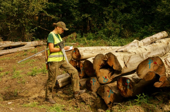 10 Smart Ways of Collecting Free Firewood