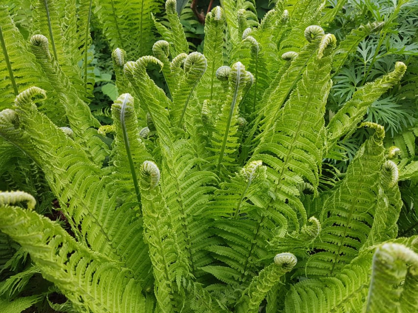 Edible Ferns: Identifying, Growing & Harvesting Fiddleheads