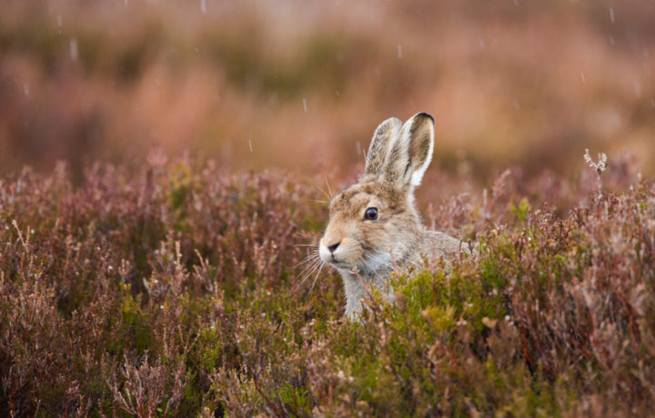 4 Reasons To Stop Using Peat Moss & 7 Sustainable Alternatives