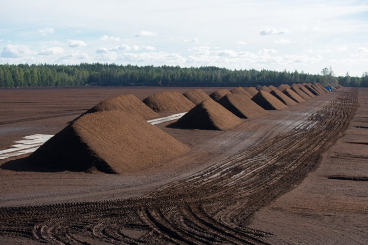 4 Reasons To Stop Using Peat Moss & 7 Sustainable Alternatives