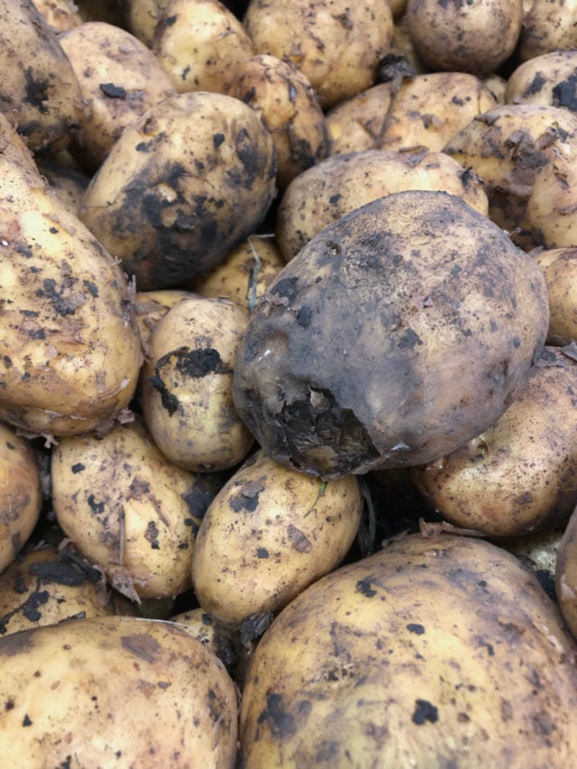 5 Ways To Store Potatoes So They Last For Months