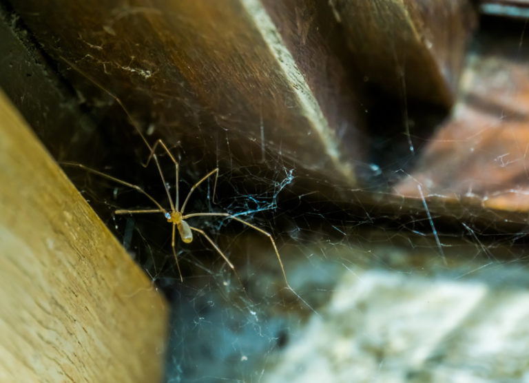 16 Natural and Easy Ways to Keep Spiders Out of Your Home