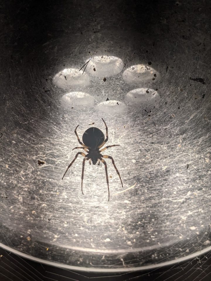 16 Natural and Easy Ways to Keep Spiders Out of Your Home